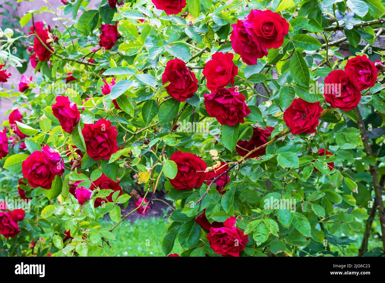 red rose bush in the garden with green branches Stock Photo - Alamy