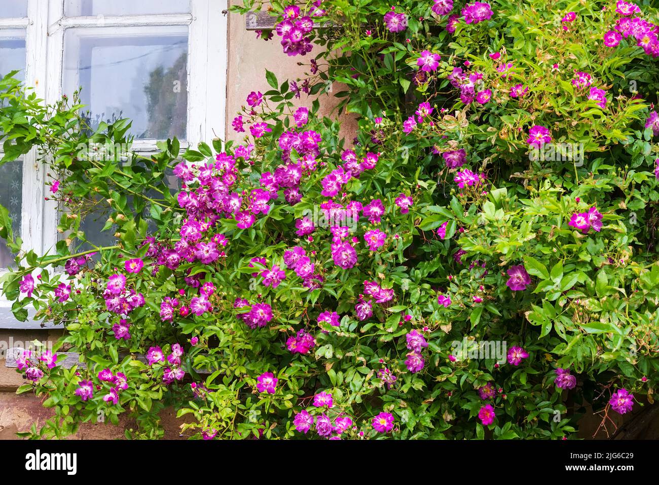 colorful flower bush by the window Stock Photo - Alamy