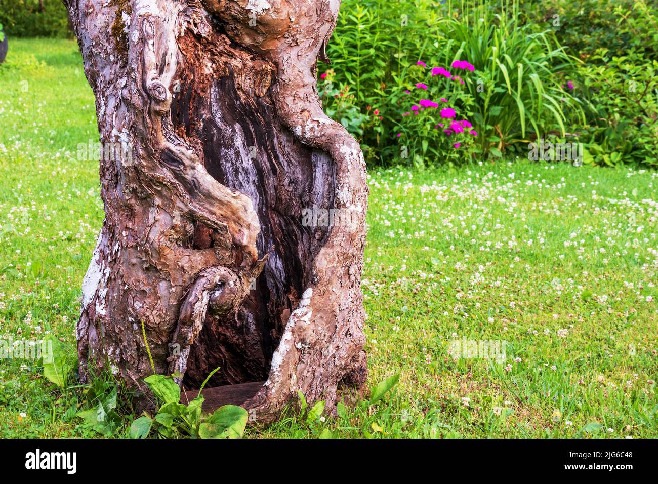 Rotten tree trunk hi-res stock photography and images - Alamy