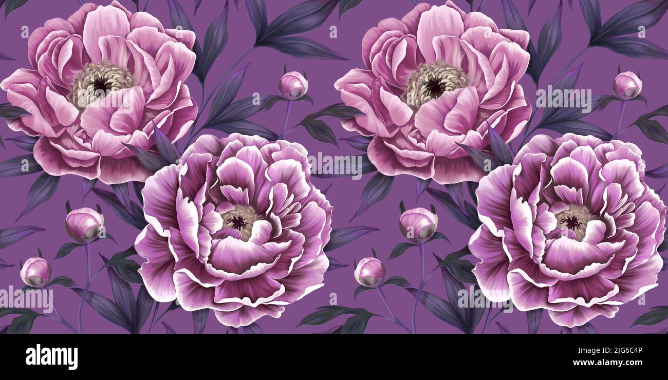 Beautiful purple peonies, purple buds, dusty lilac leaves. Botanical ...