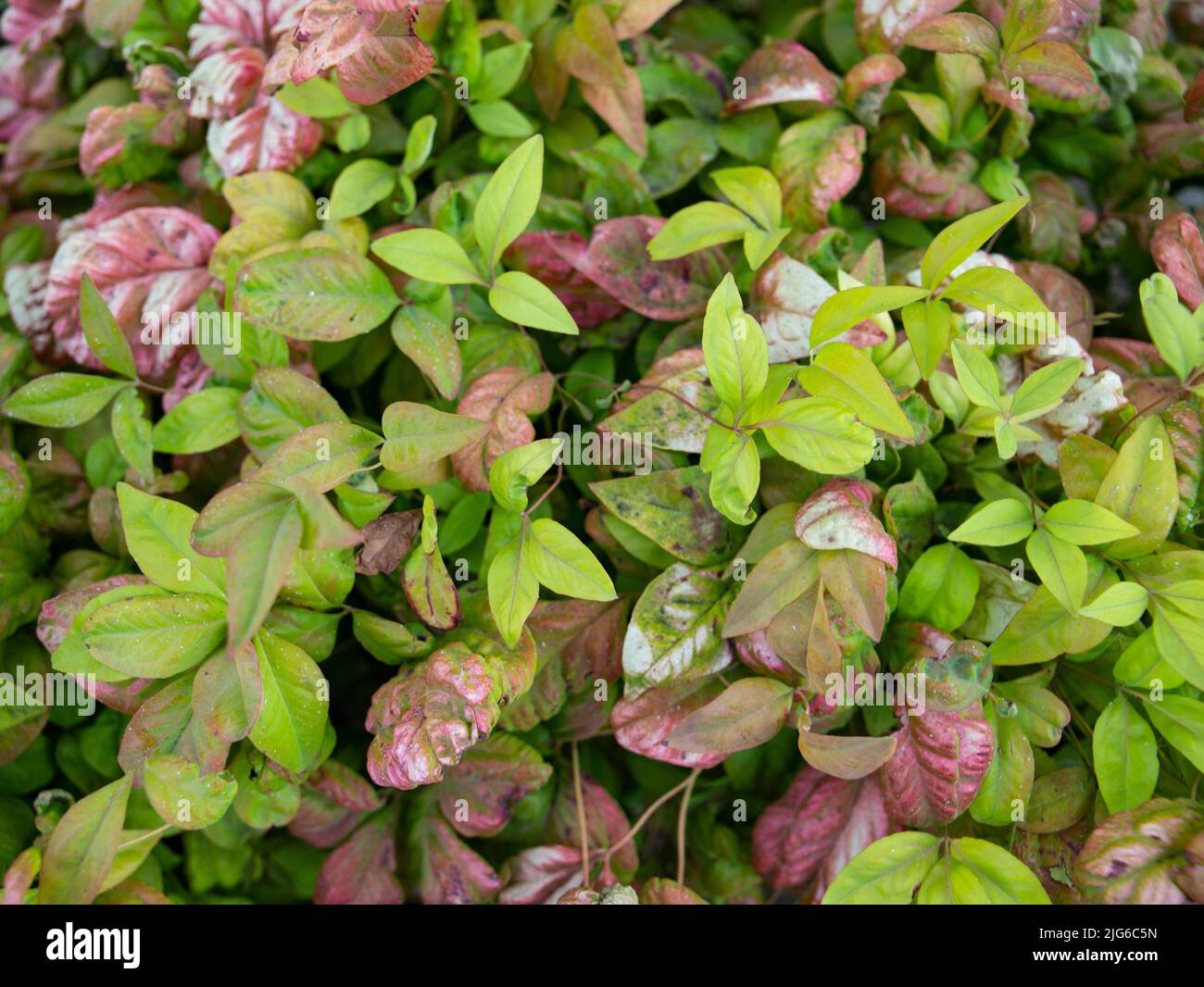 coast, vintage toned and stylized, coconut tree,summer tree ,retro ...