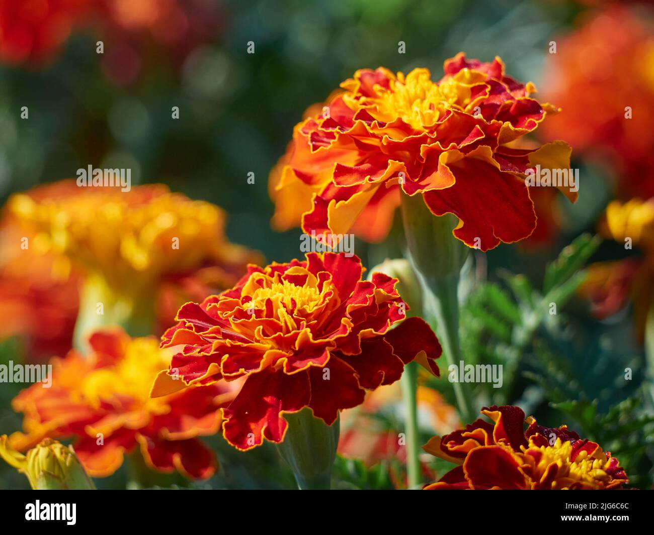 Tagetes erecta ornamental and medicinal plant with orange and yellow ...