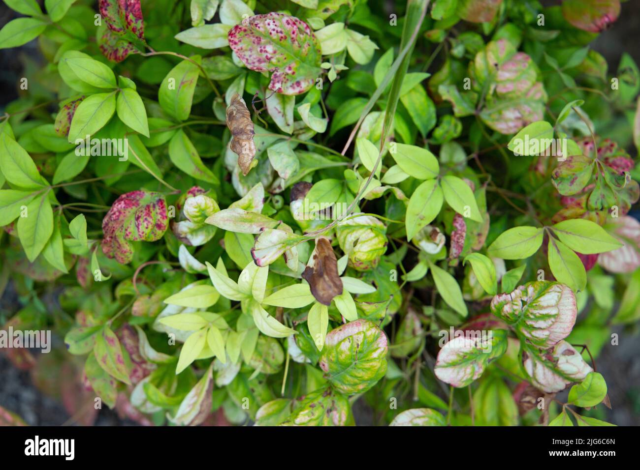 coast, vintage toned and stylized, coconut tree,summer tree ,retro ...