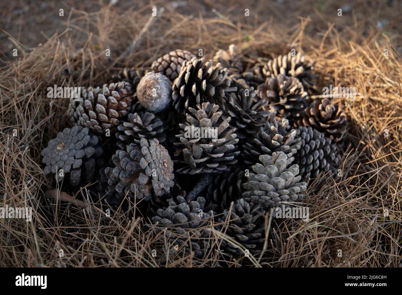 Pine Cones nice and dry and some are open up Stock Photo - Alamy