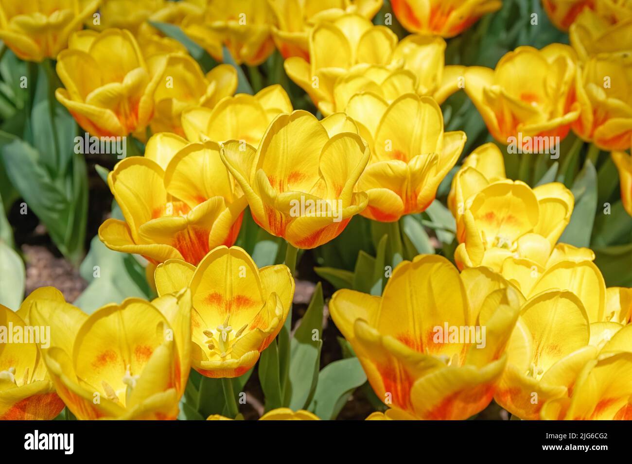 Classic tulip flower hi-res stock photography and images - Alamy