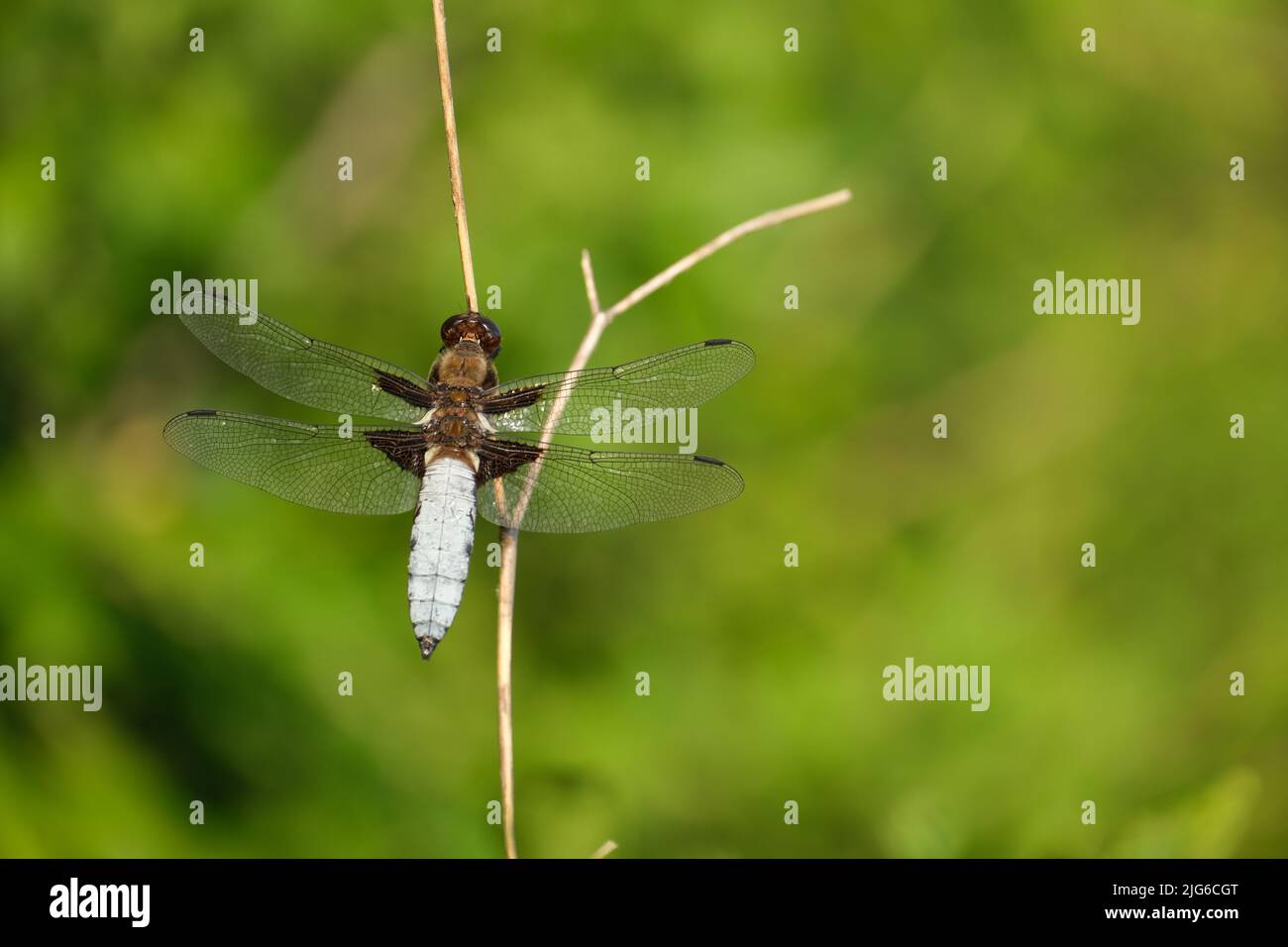 Close up of a broad-bodied chaser in nature on a dry branch, beautiful ...