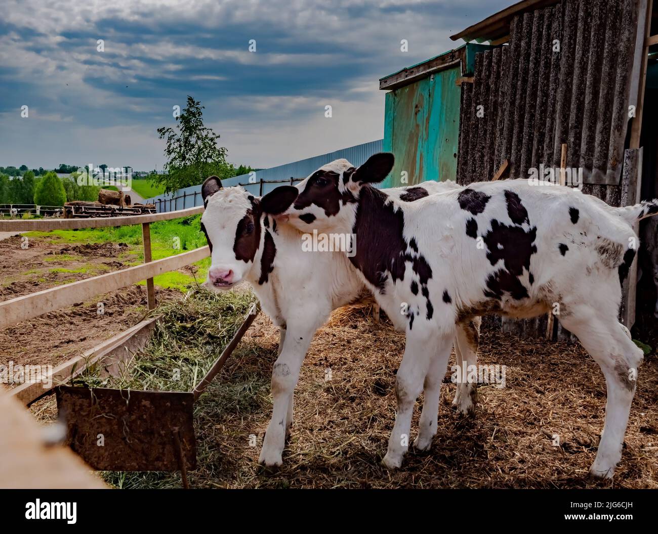 Two calves on the farm. Holstein Heifer Bottle Calves. Calves playing ...