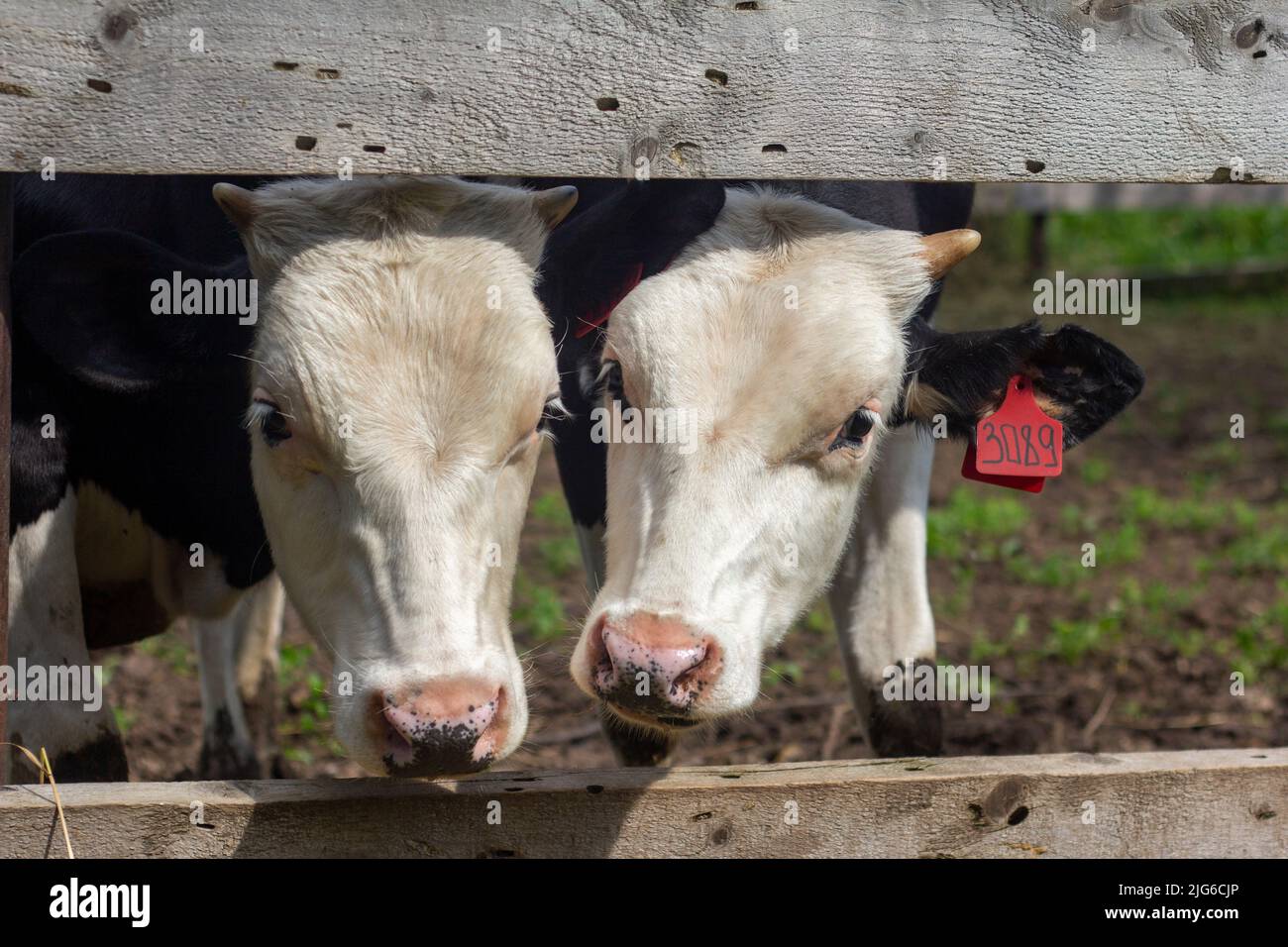 Young bulls in a pen on the farm Stock Photo - Alamy