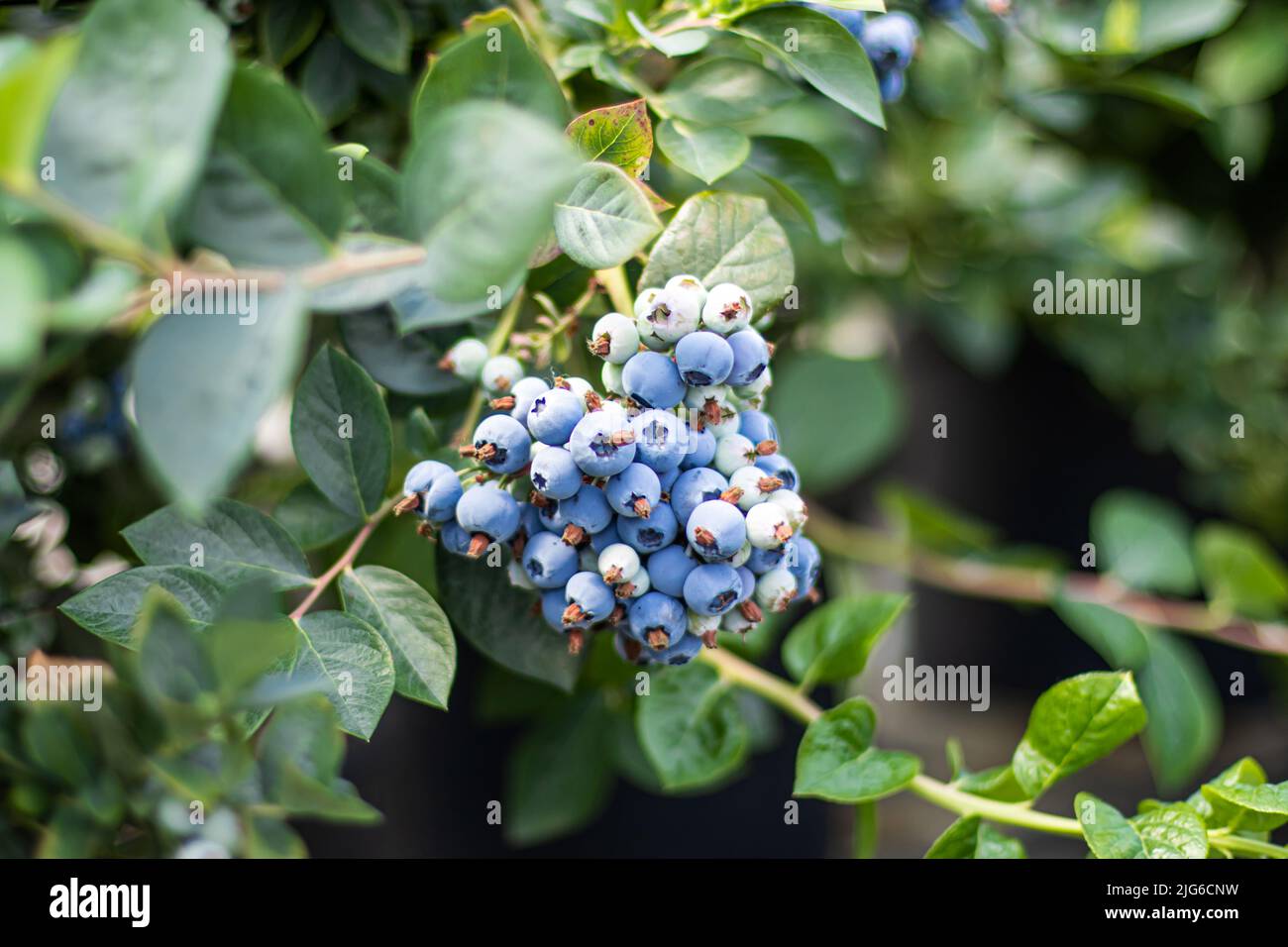 A ripe, fresh blueberry grows on a bush in the garden and a bunch hangs ...