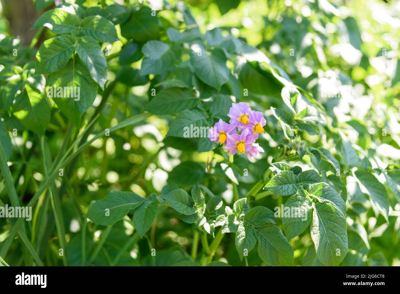 Close up potatoes plants with white flowers growing on farmers field ...