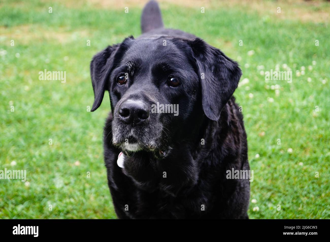 Chocolate lab paw hi-res stock photography and images - Alamy
