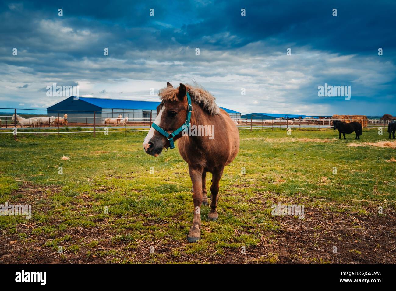 Beautiful ponies on a horse farm. Pony breeding in Tatarstan, Russia ...
