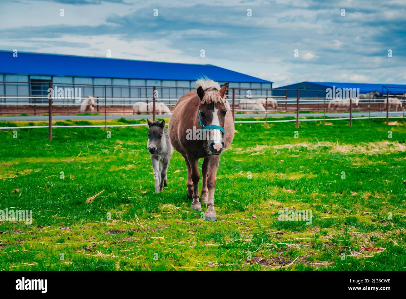 A little pony and her mother. Beautiful ponies on a horse farm. Pony ...