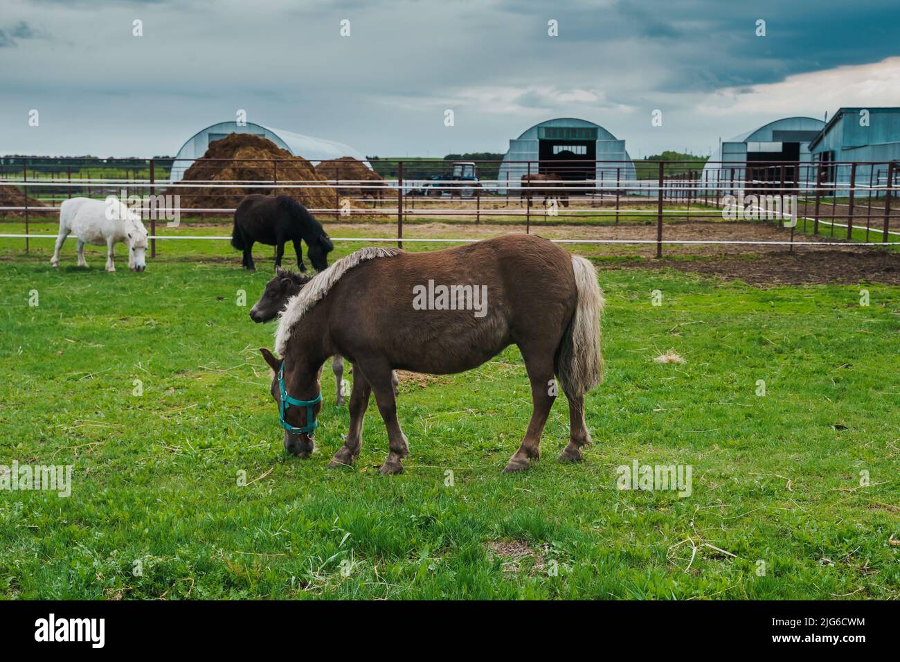 Beautiful ponies on a horse farm. Pony breeding in Tatarstan, Russia ...
