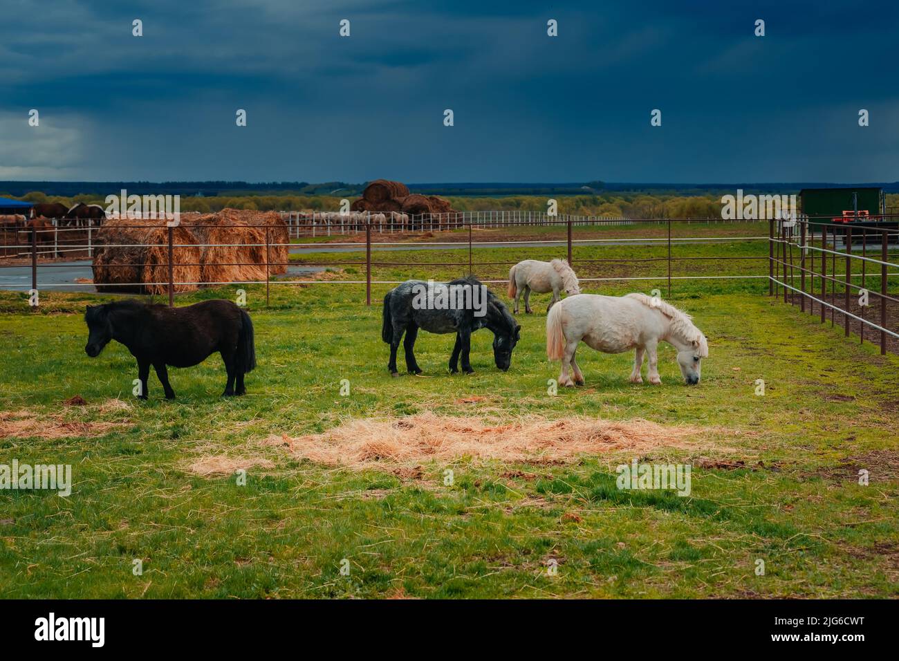Mini stallion hi-res stock photography and images - Alamy
