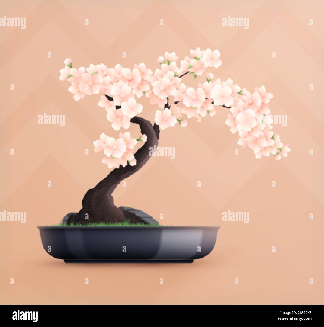 Beautiful sakura bonsai tree in pot on light brown geometric background ...