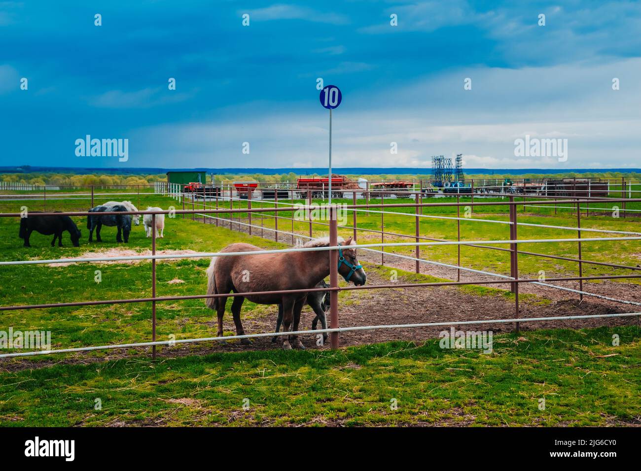 Beautiful ponies on a horse farm. Pony breeding in Tatarstan, Russia ...