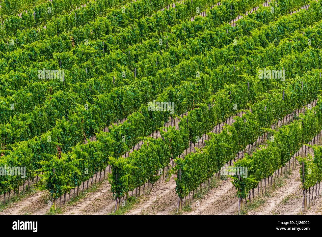 Italy Tuscany - Environs of Torrenieri Stock Photo - Alamy
