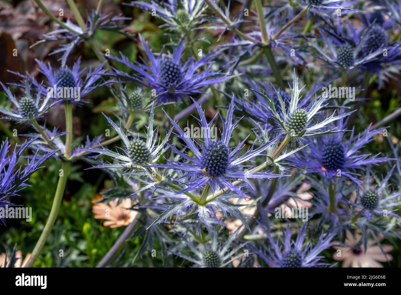 Sea Thistles, Eryngos, at Bourton House gardens, Morton in Marsh ...