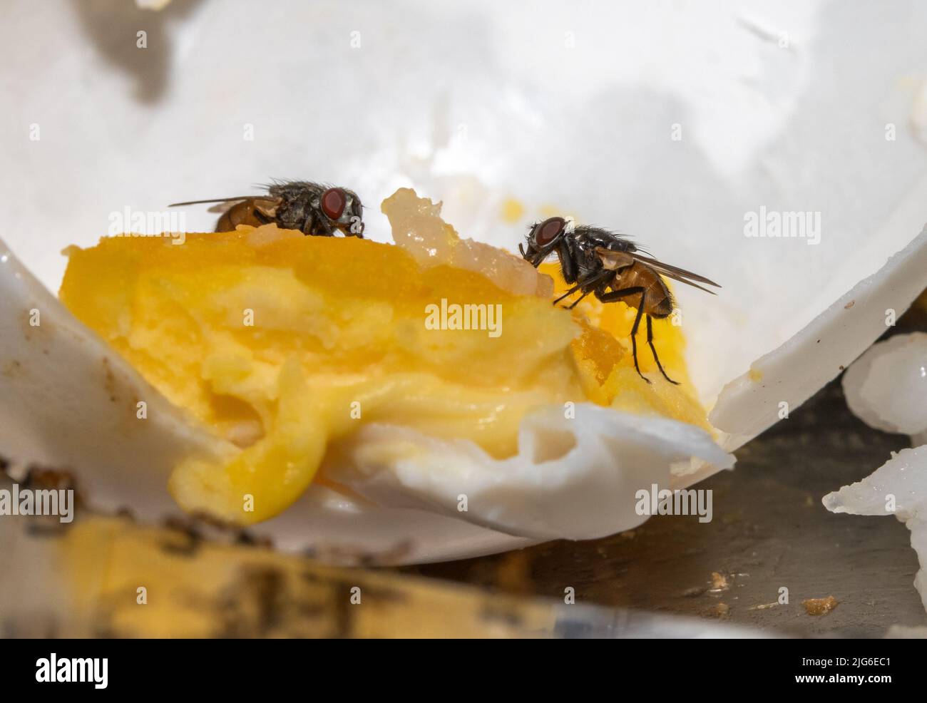 Egg insects hi-res stock photography and images - Alamy