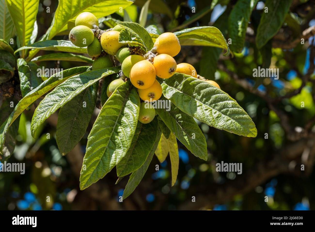Loquat fruits (Eriobotrya japonica) on the tree. Fruits of loquat on a ...