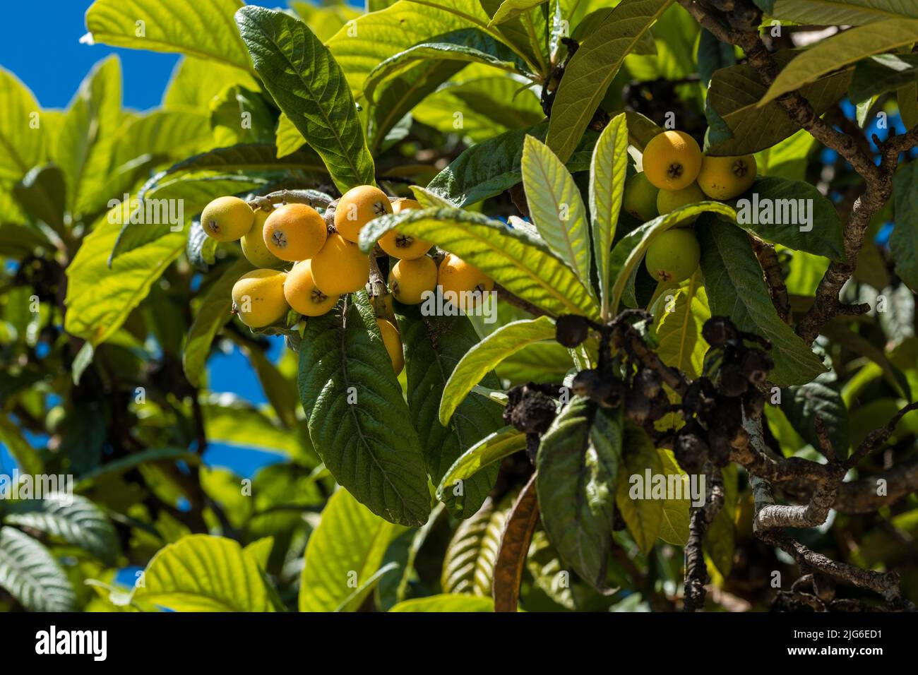 Loquat fruits (Eriobotrya japonica) on the tree. Fruits of loquat on a ...