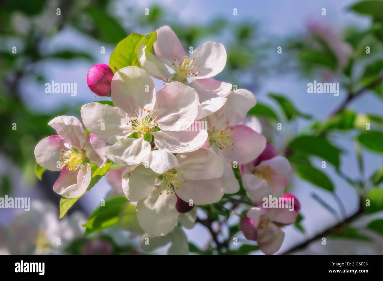 Spring time - flowering apple tree with white blossoms Stock Photo - Alamy