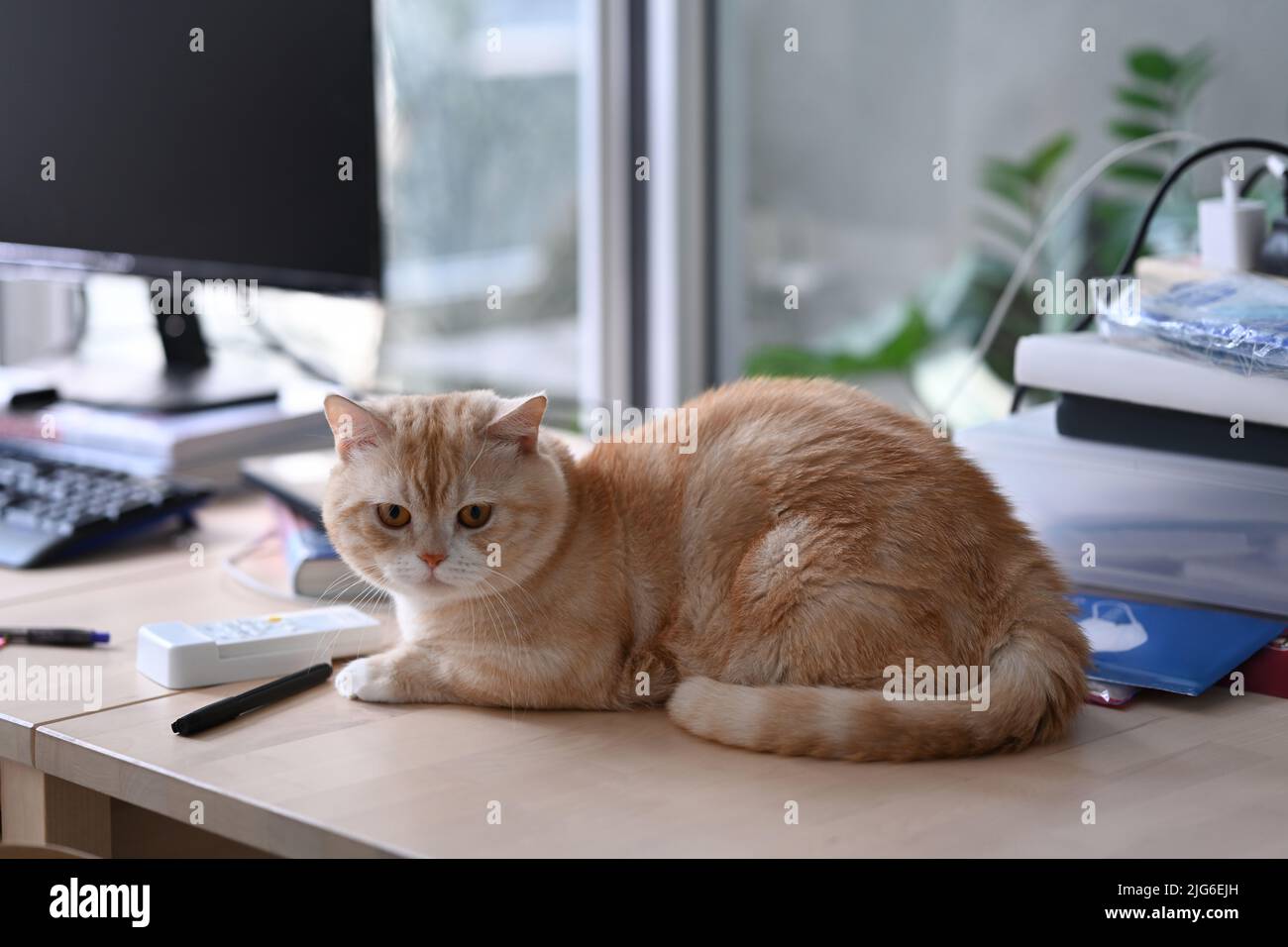 Fluffy piles hi-res stock photography and images - Alamy