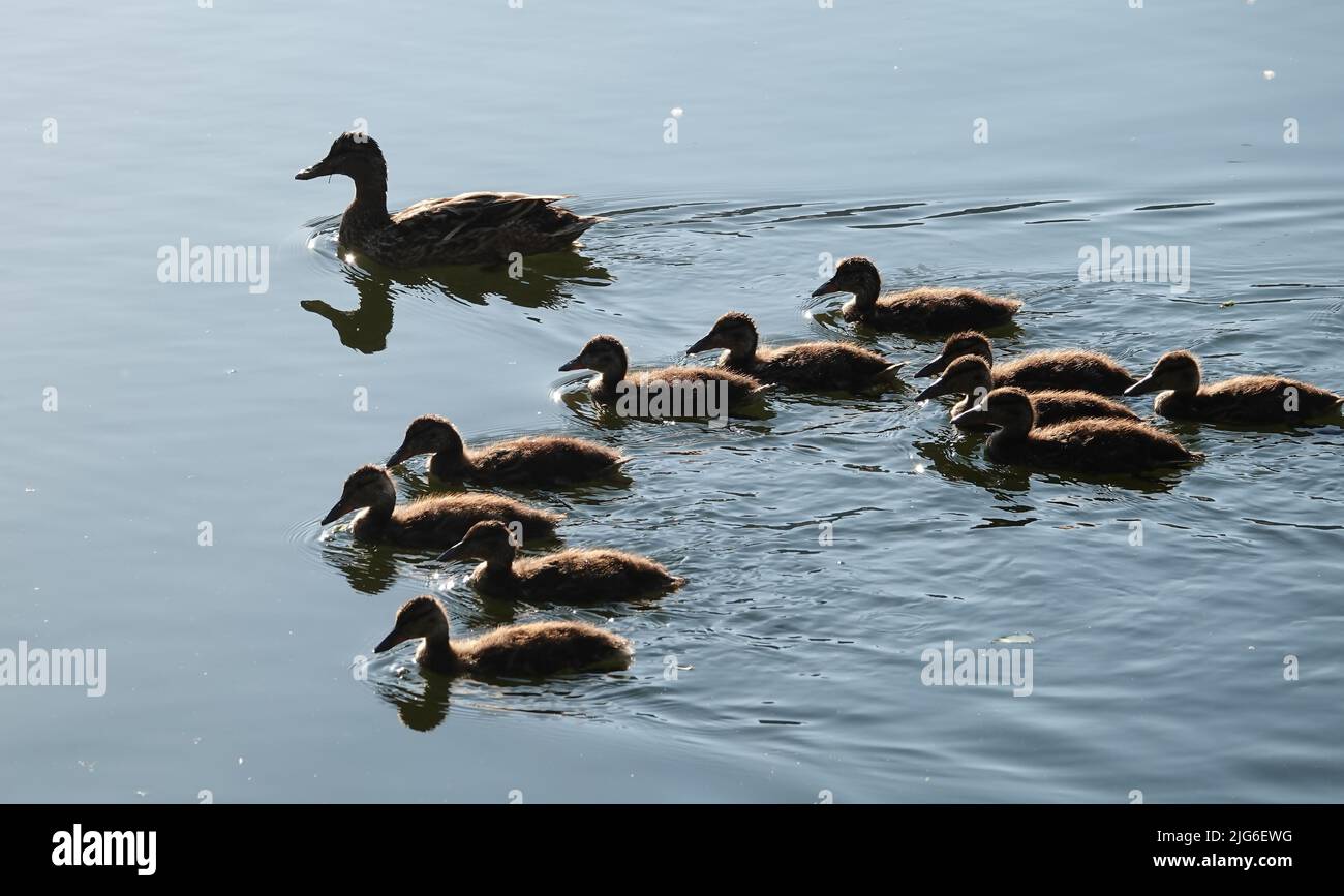 Duck Mallard with a brood of her chicks swims through the backwater ...