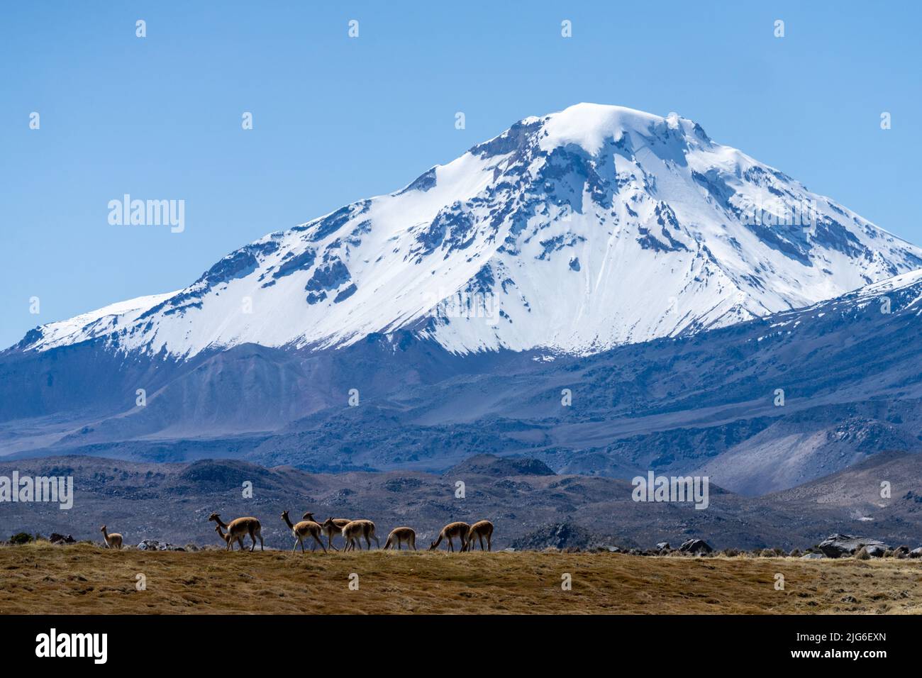 A small herd of Vicuna, Lama vicugna, in front of the snow-capped ...