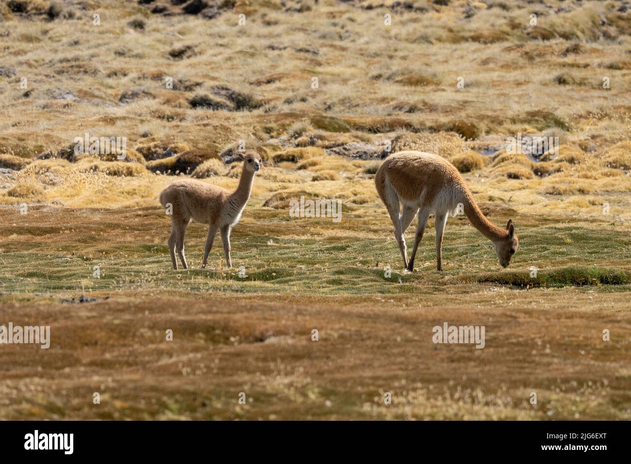 A mother and baby Vicuna, Lama vicugna, in Lauca National Park on the ...