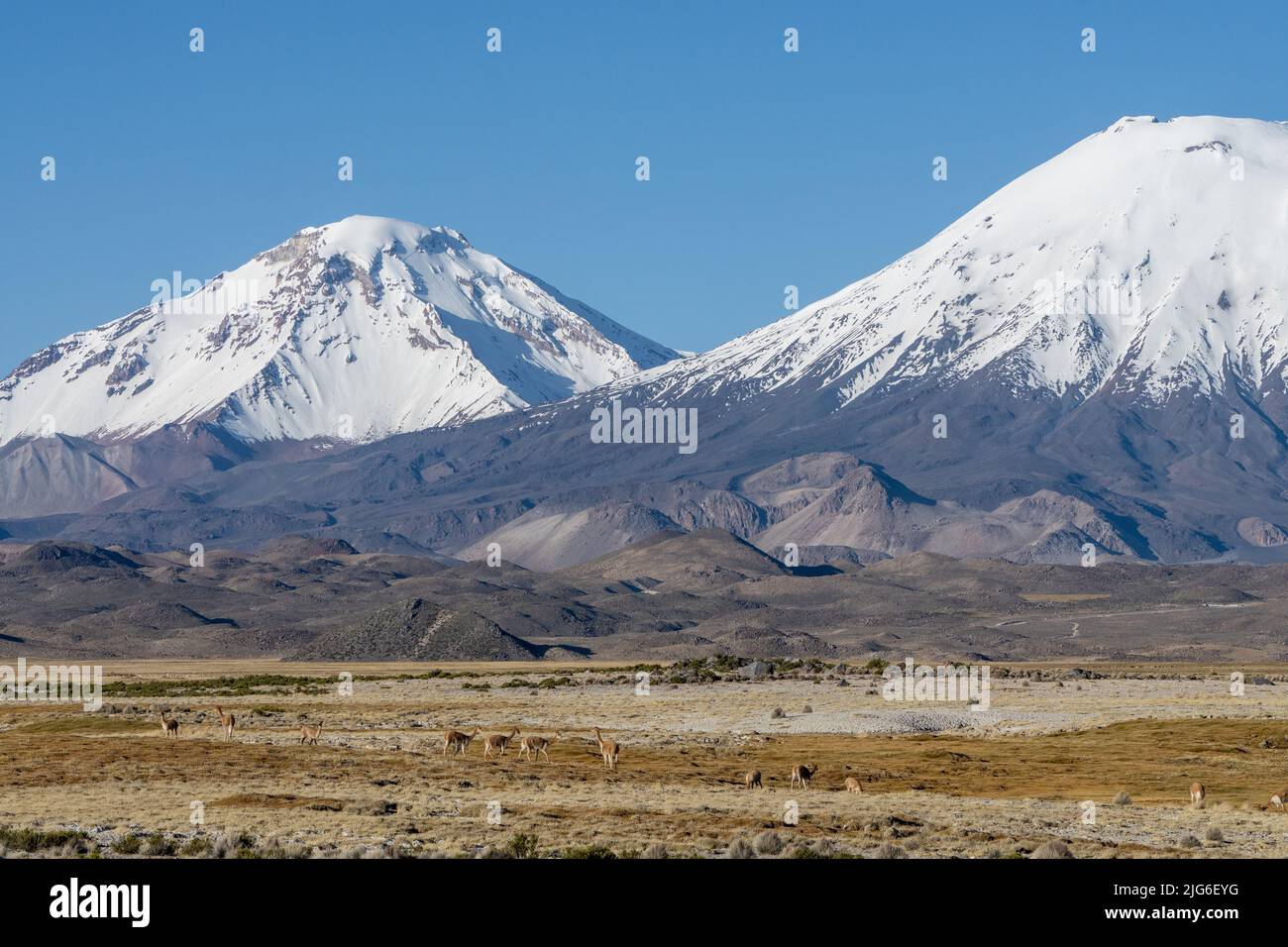 A small herd of vicuna in front of the snow-capped Pomerape ...