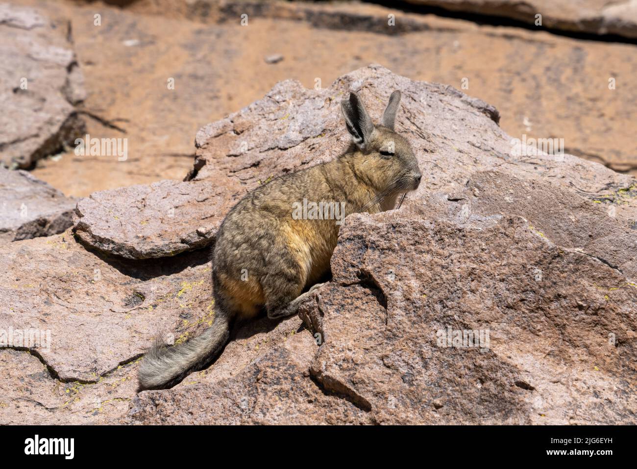 A Southern Viscacha, Lagidium viscacia, in the rocks in Lauca National ...