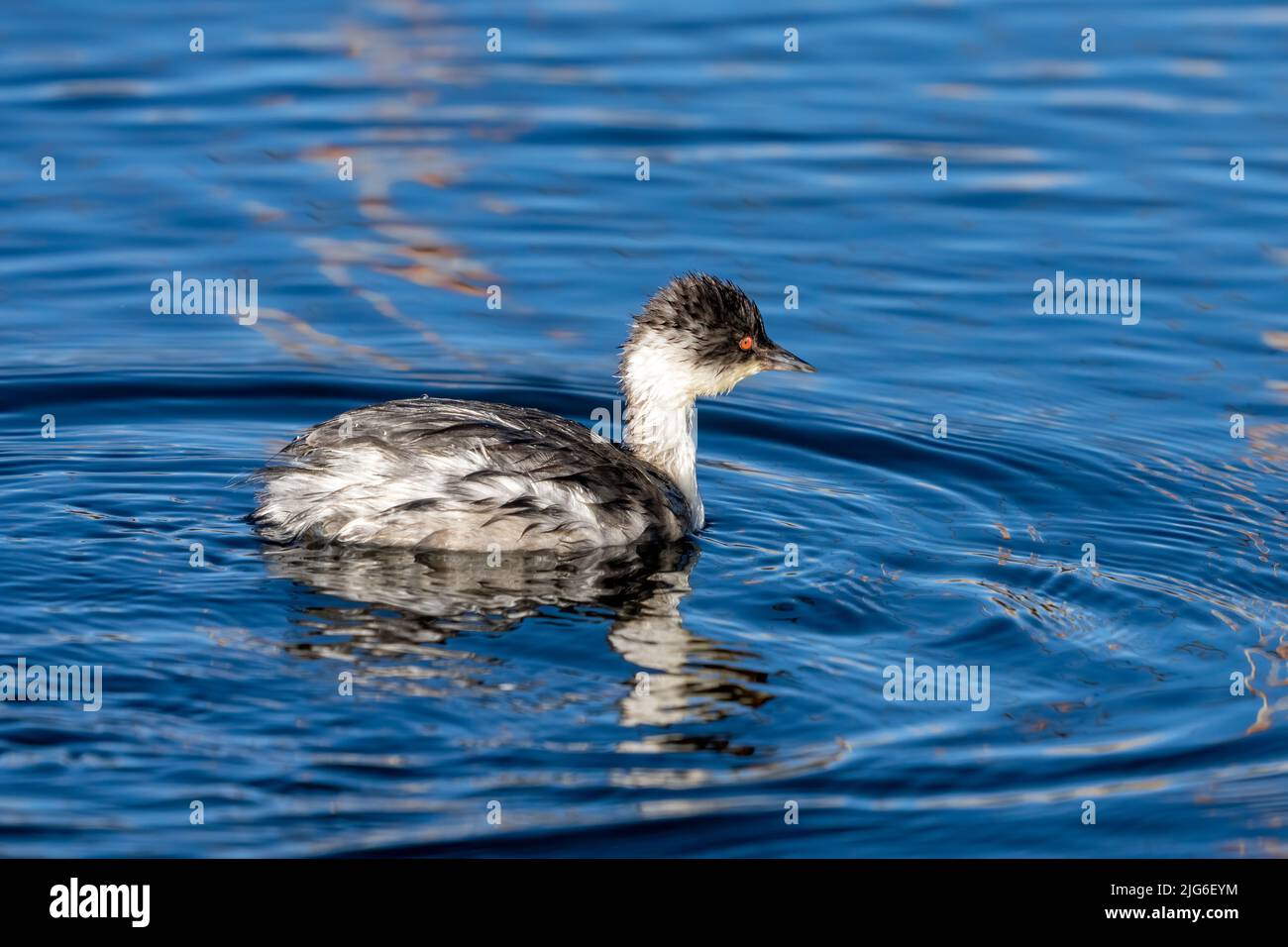 Podiceps occipitalis juninensis hi-res stock photography and images - Alamy