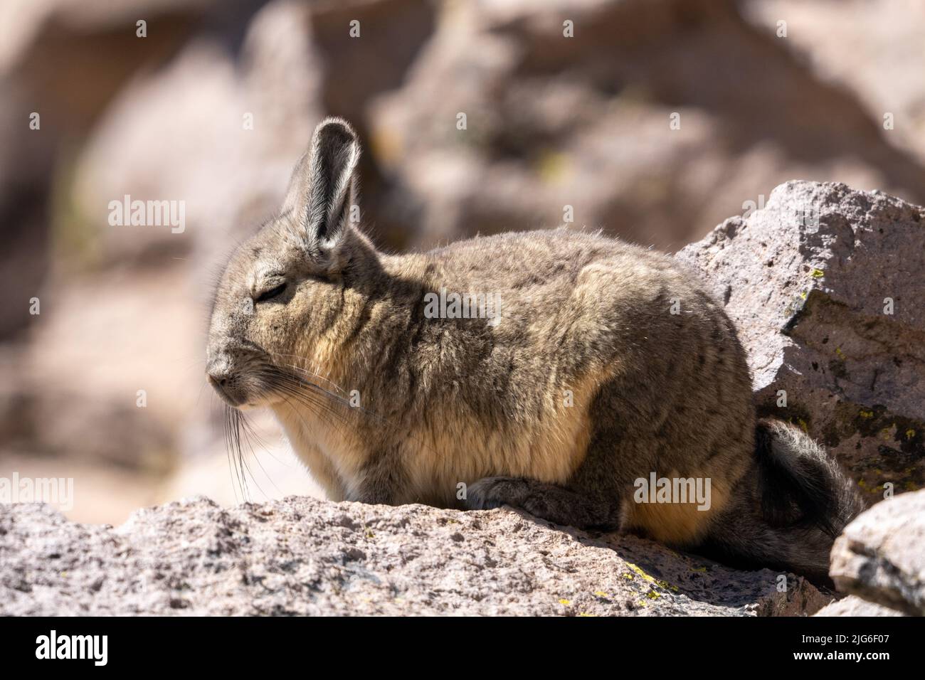 A Southern Viscacha, Lagidium viscacia, suns on a rock in Lauca ...