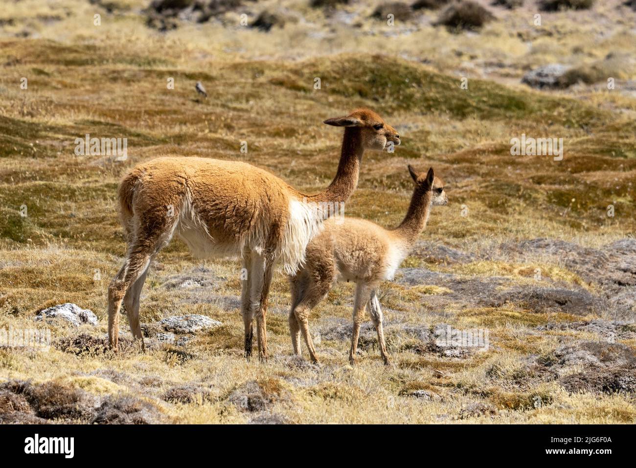 Offspirng hi-res stock photography and images - Alamy