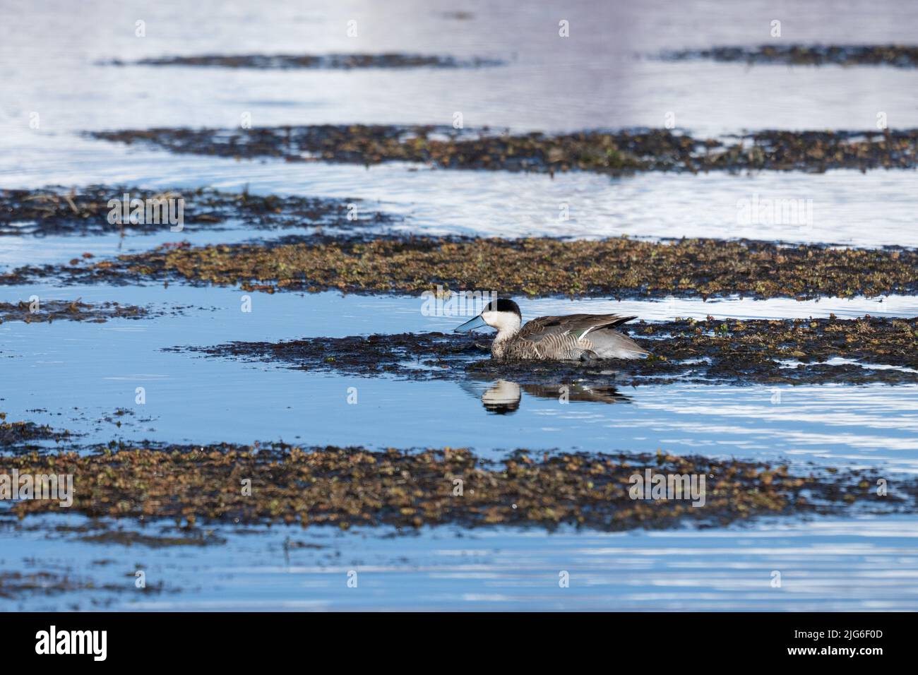A Puna Teal, Spatula puna, swimming in Lake Chungara on the high ...