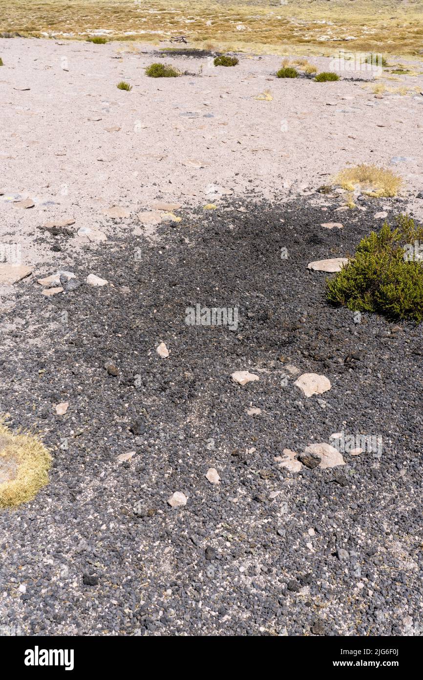 Communal dung piles of a Vicuna herd mark its territory in Lauca ...