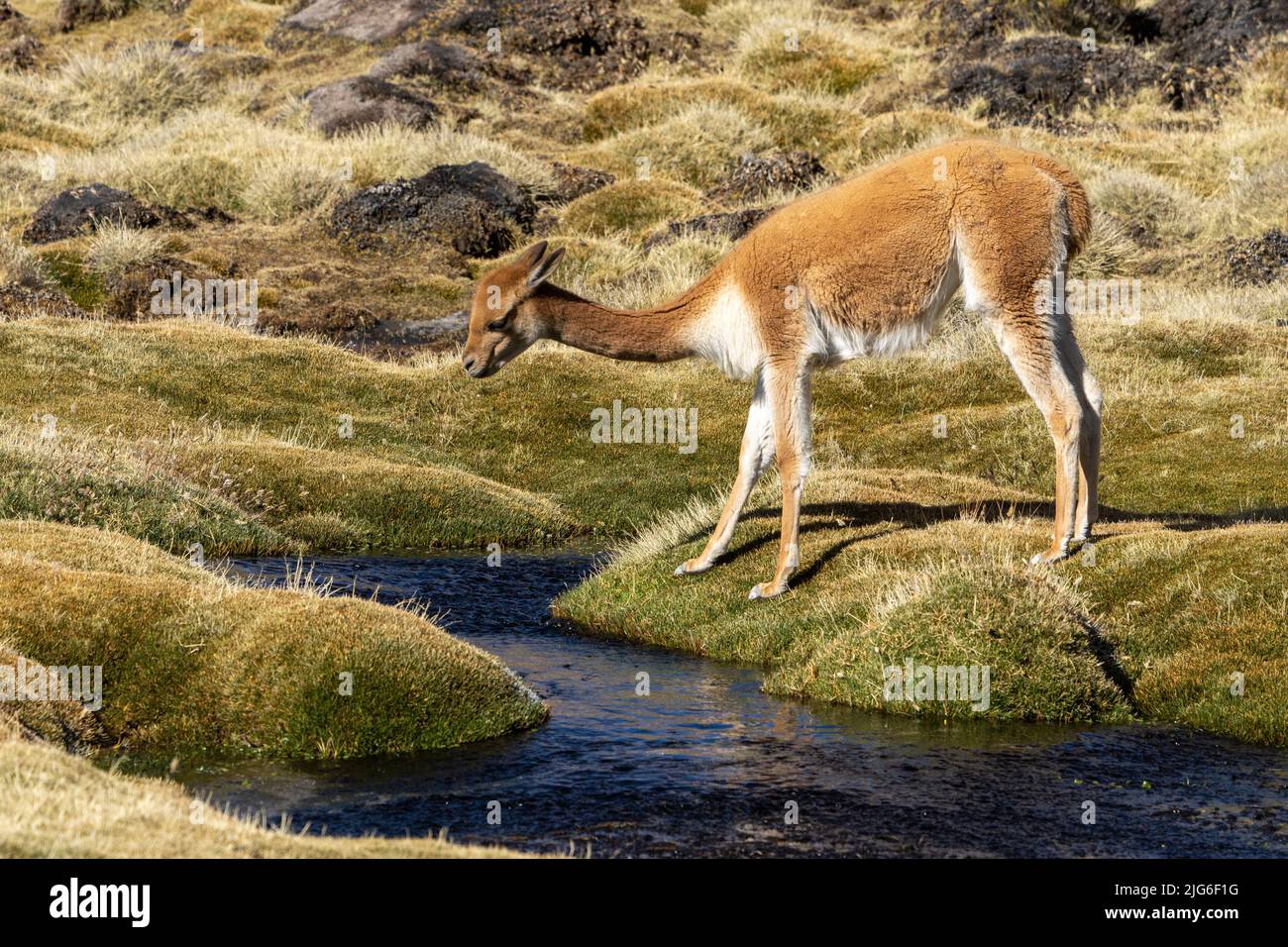 A Vicuna, Lama vicugna, grazing in a wetland in Lauca National Park on ...