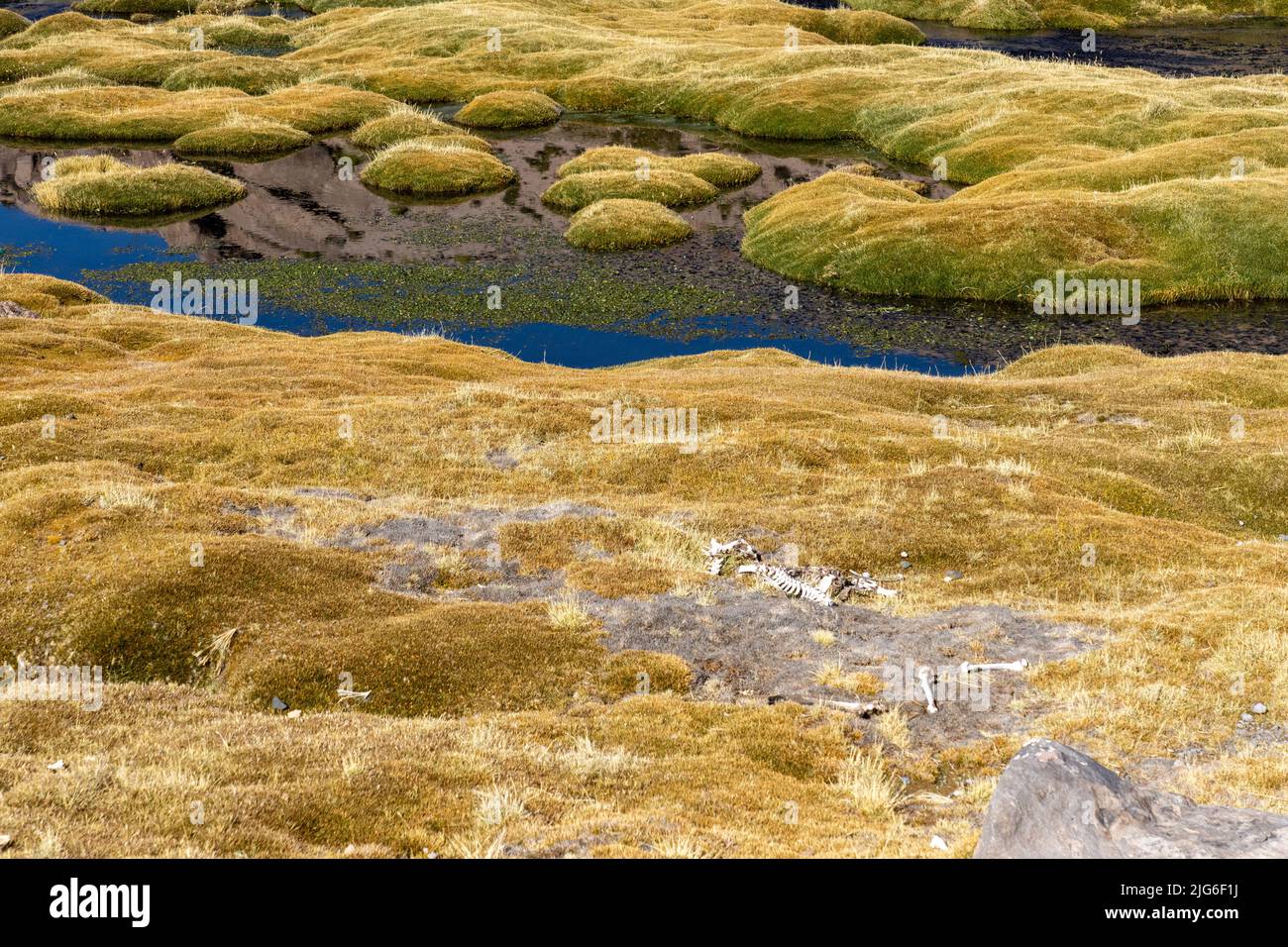 Bones of a Vicuna, Lama vicugna, in a wetland in Lauca National Park in ...