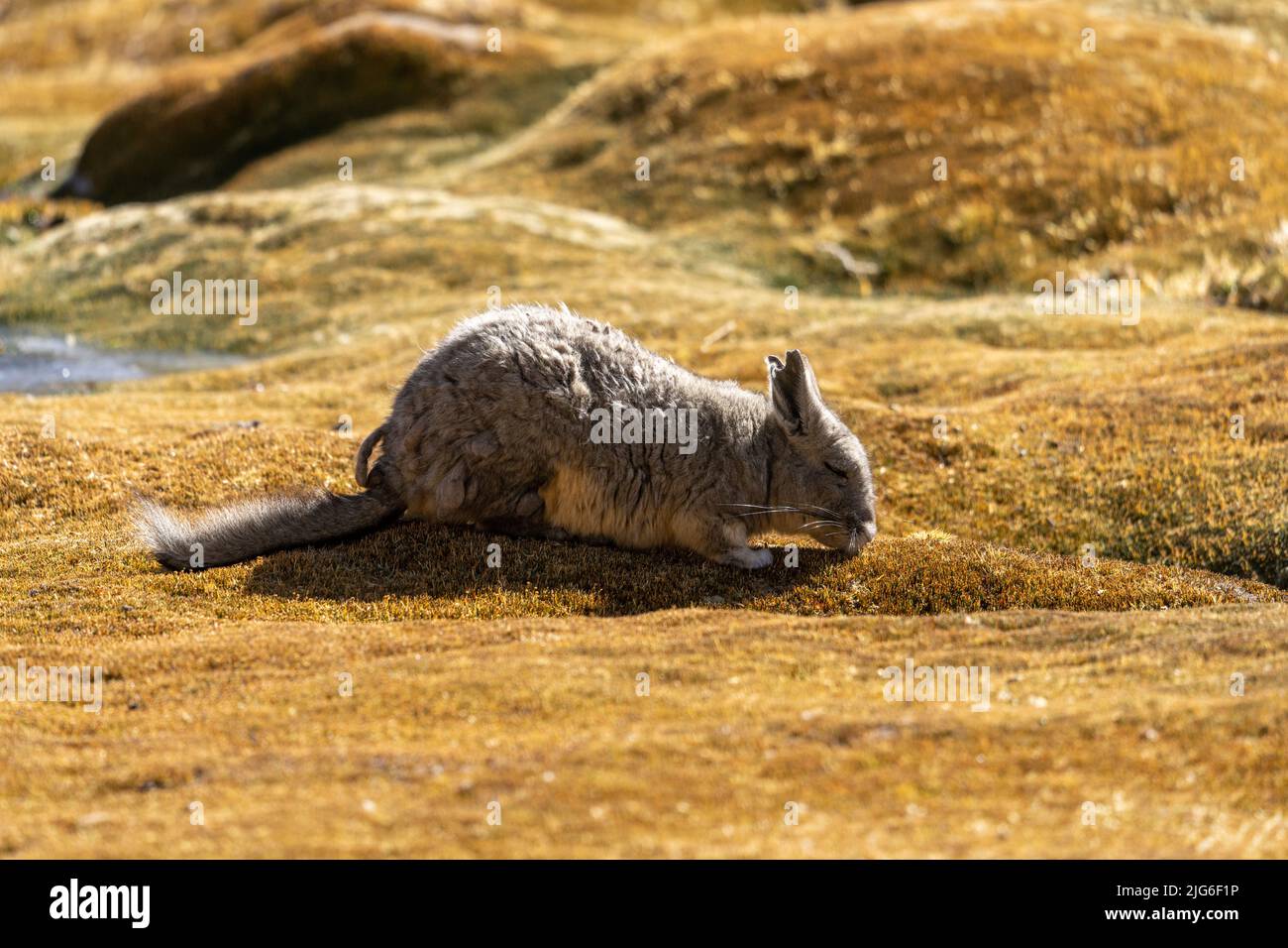 A Southern Viscacha, Lagidium viscacia, grazes in a wetland in Lauca ...