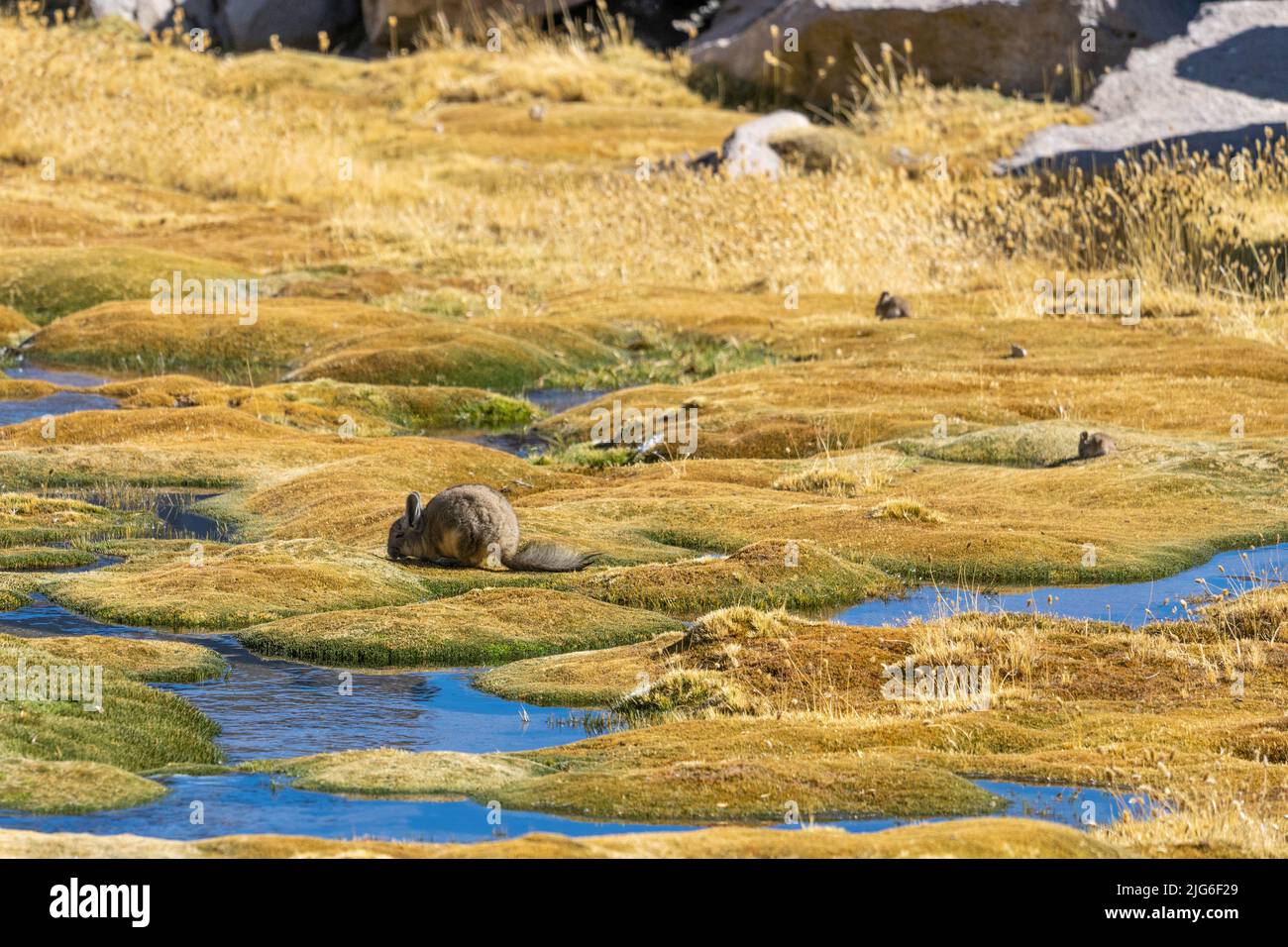 An a adult and two baby Southern Viscachas, Lagidium viscacia, graze in ...