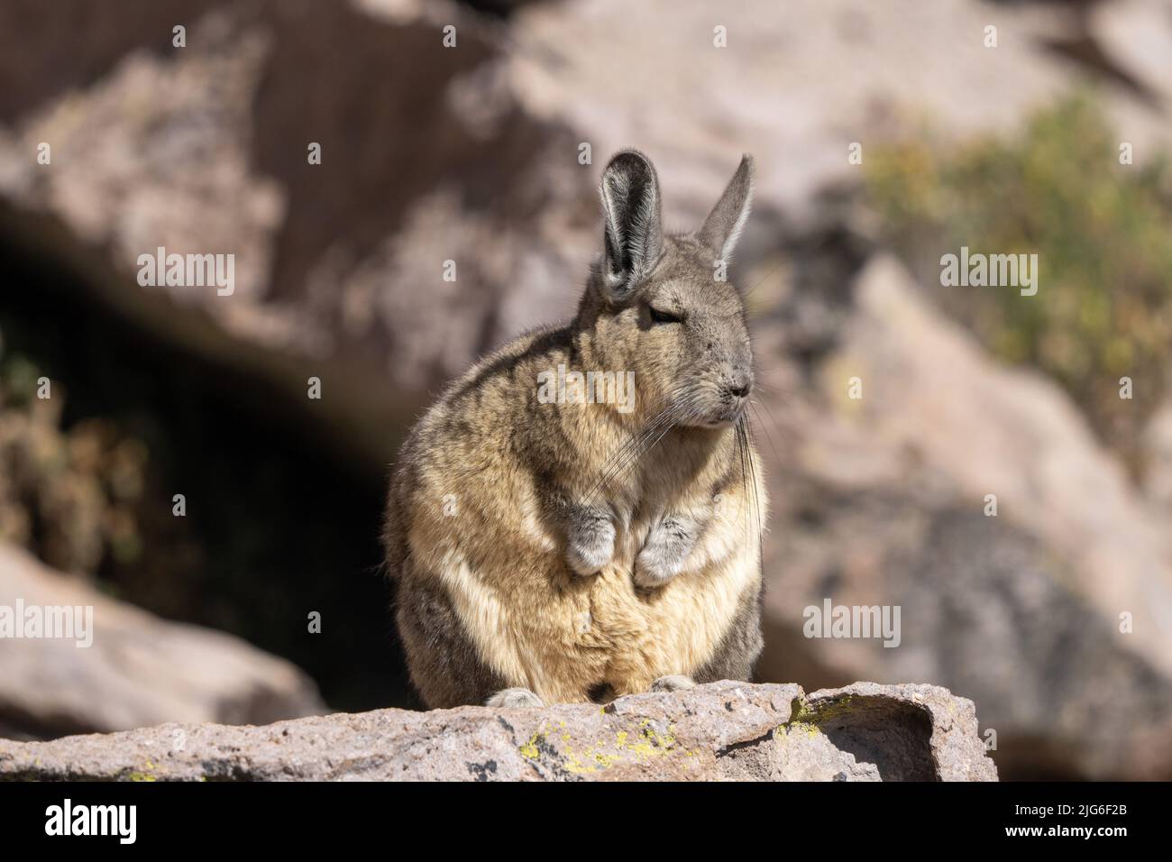 A Southern Viscacha, Lagidium viscacia, suns on a rock in Lauca ...