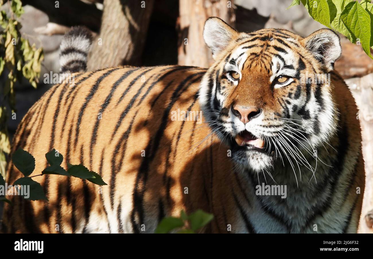 Bengali in its territory - close-up Stock Photo - Alamy