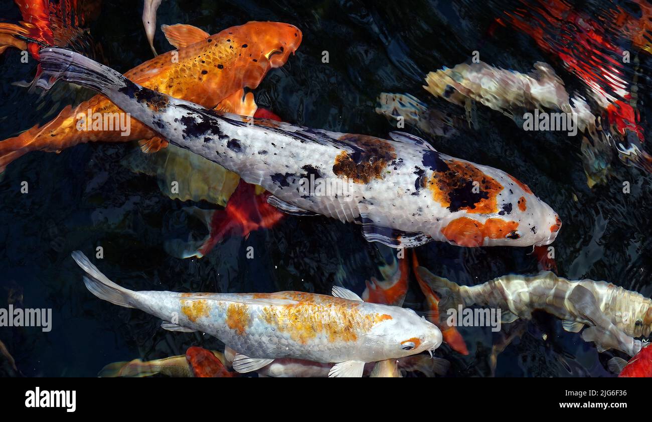 Different colors of fish hi-res stock photography and images - Alamy