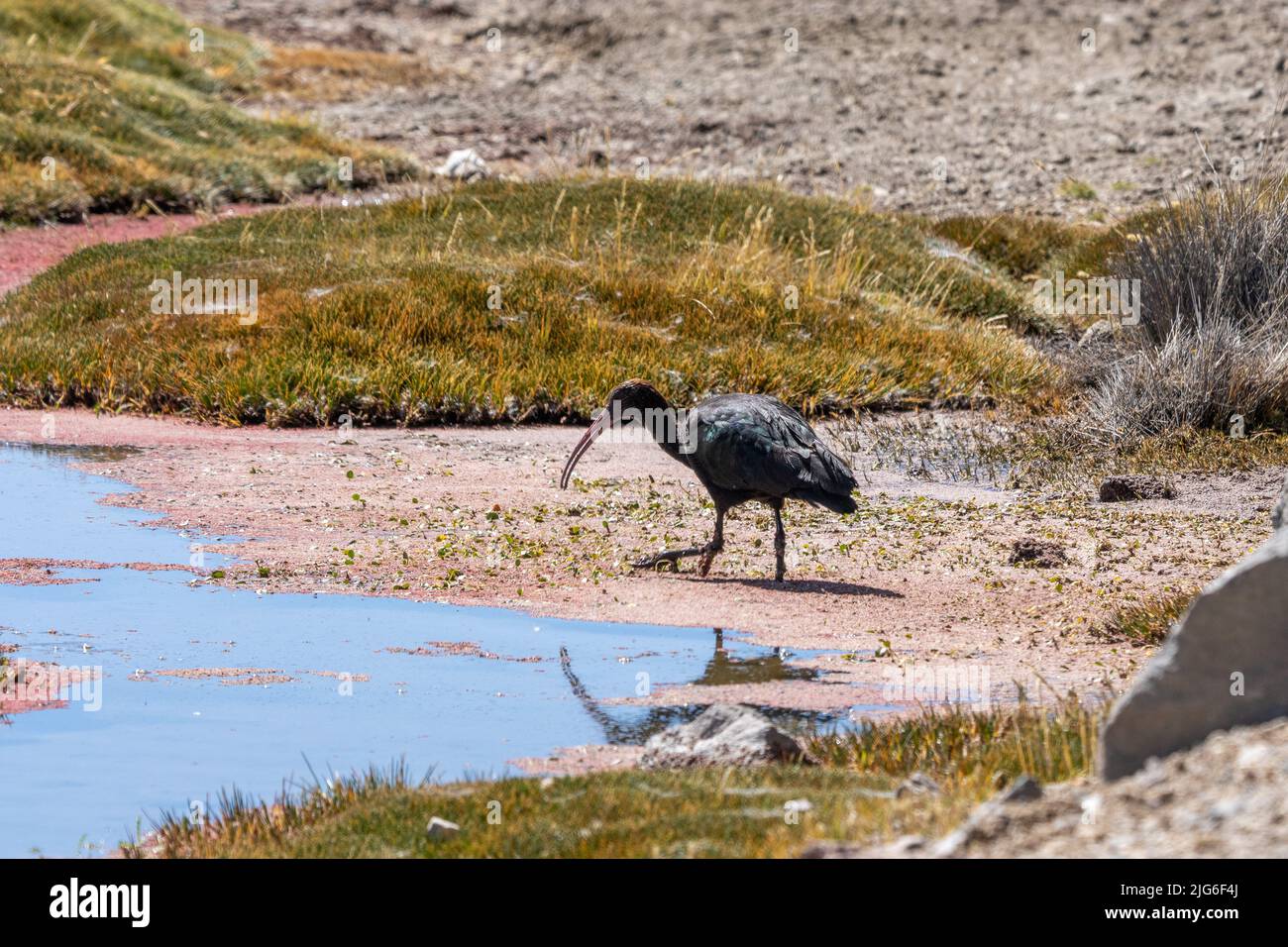 A Puna ibis, Plegadis ridgwayi, in a wetland on the altiplano in Lauca ...