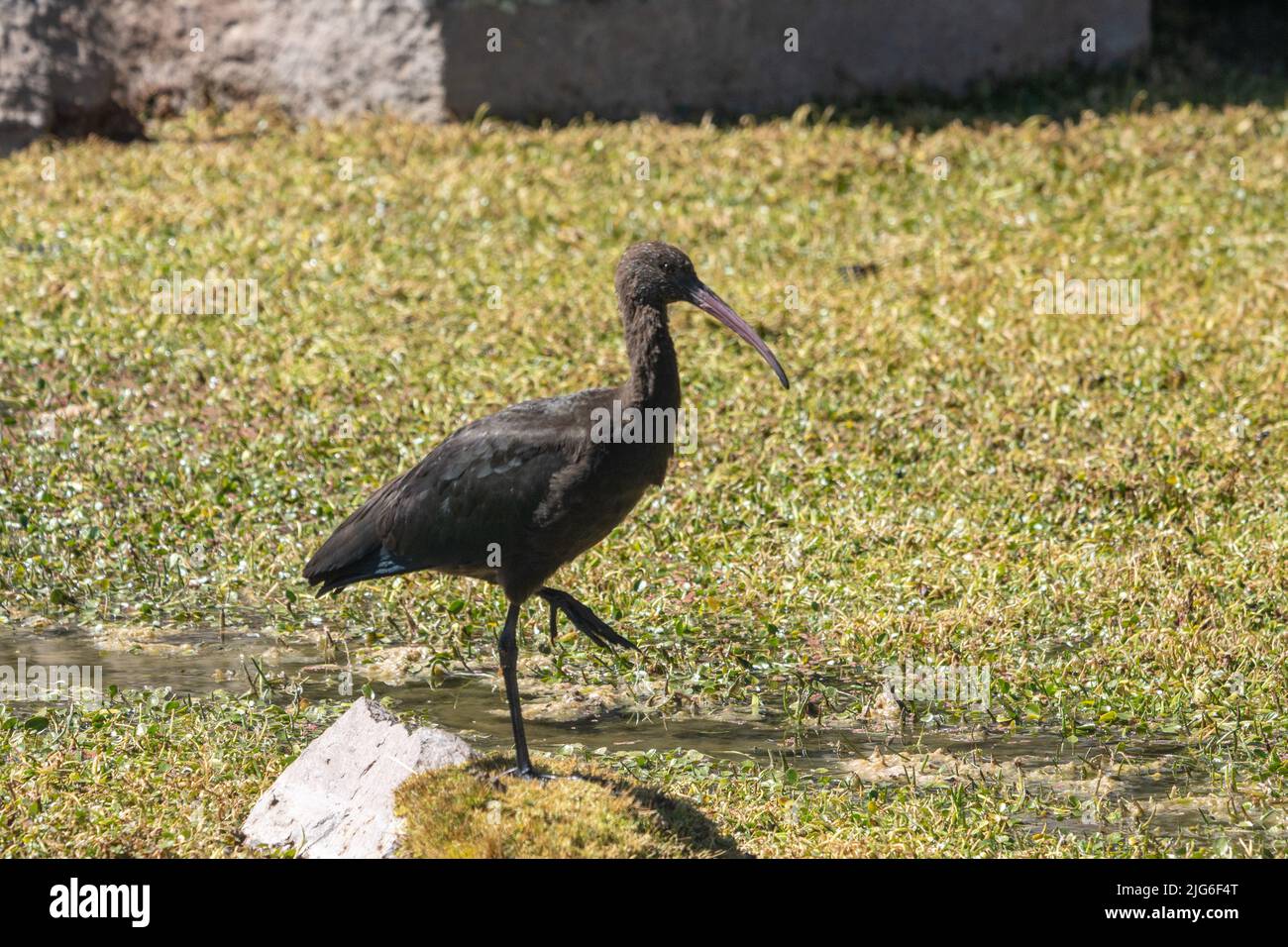A Puna ibis, Plegadis ridgwayi, in a wetland on the altiplano in Lauca ...