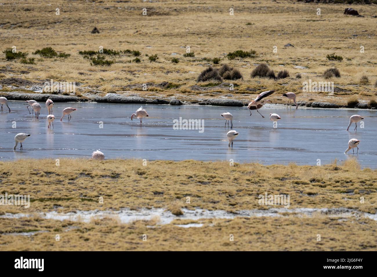 A flock of James's Flamingos feeds in a lagoon on the Andean altiplano ...