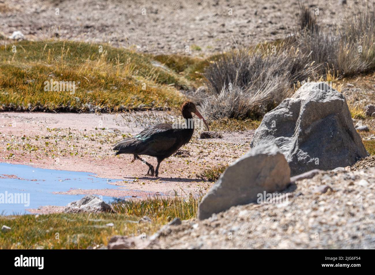 A Puna ibis, Plegadis ridgwayi, in a wetland on the altiplano in Lauca ...
