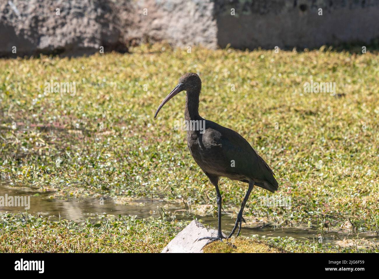 A Puna ibis, Plegadis ridgwayi, in a wetland on the altiplano in Lauca ...